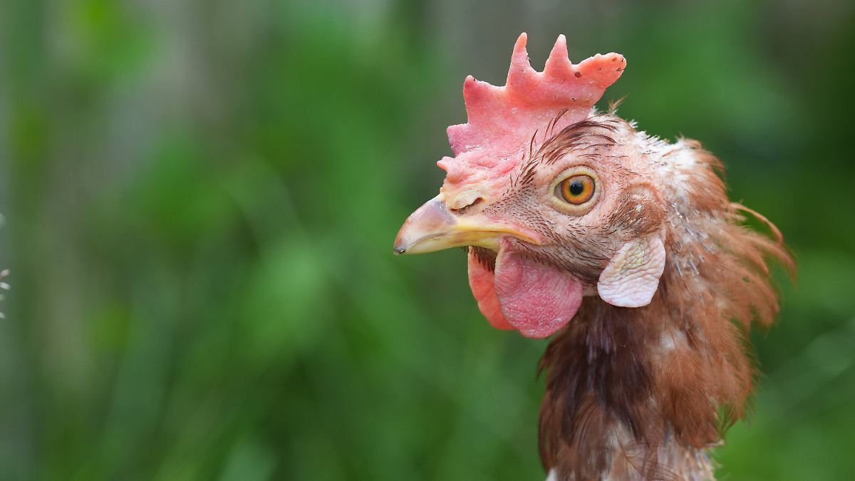 Le paradis au « Chicken Village » : ici, les poules n’ont pas à ...