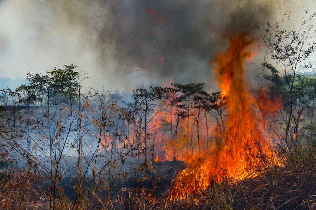 La région amazonienne du Brésil atteint un record d'incendies de forêt ...