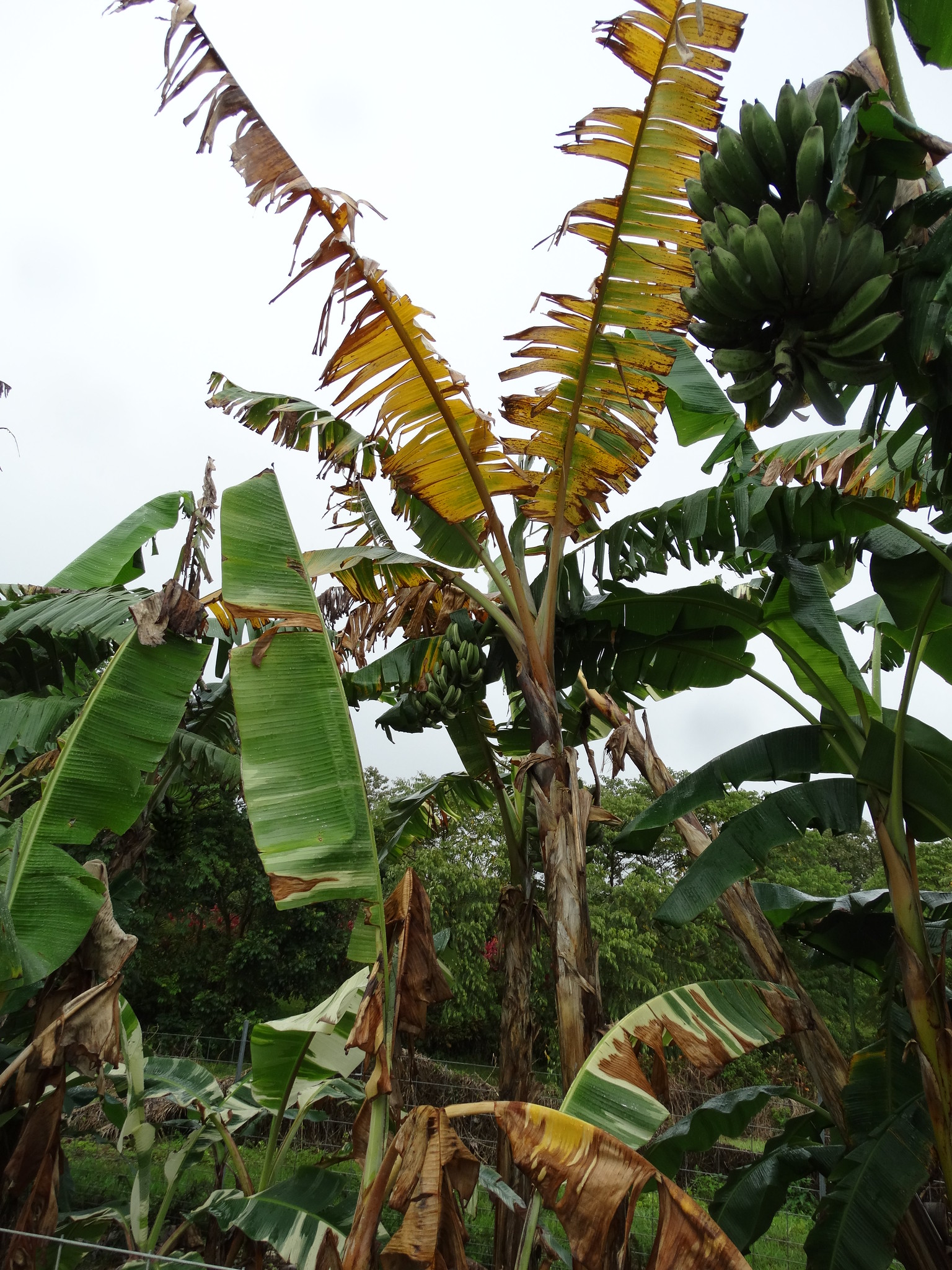 Panama: Banana Worker: Fin Strike à l'intérieur après avoir établi avec ...